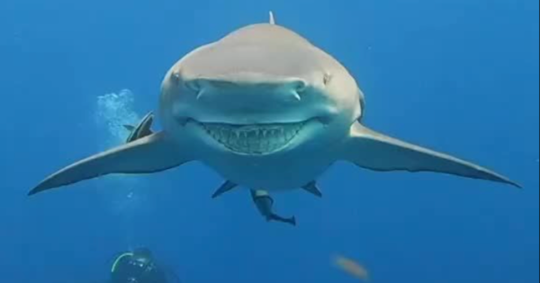 Where to Go Lemon Shark Diving