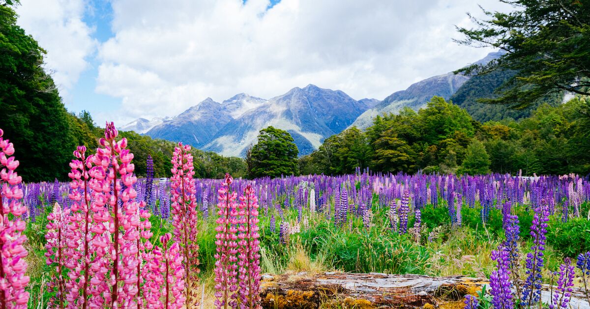 Natural Attractions on New Zealand's South Island