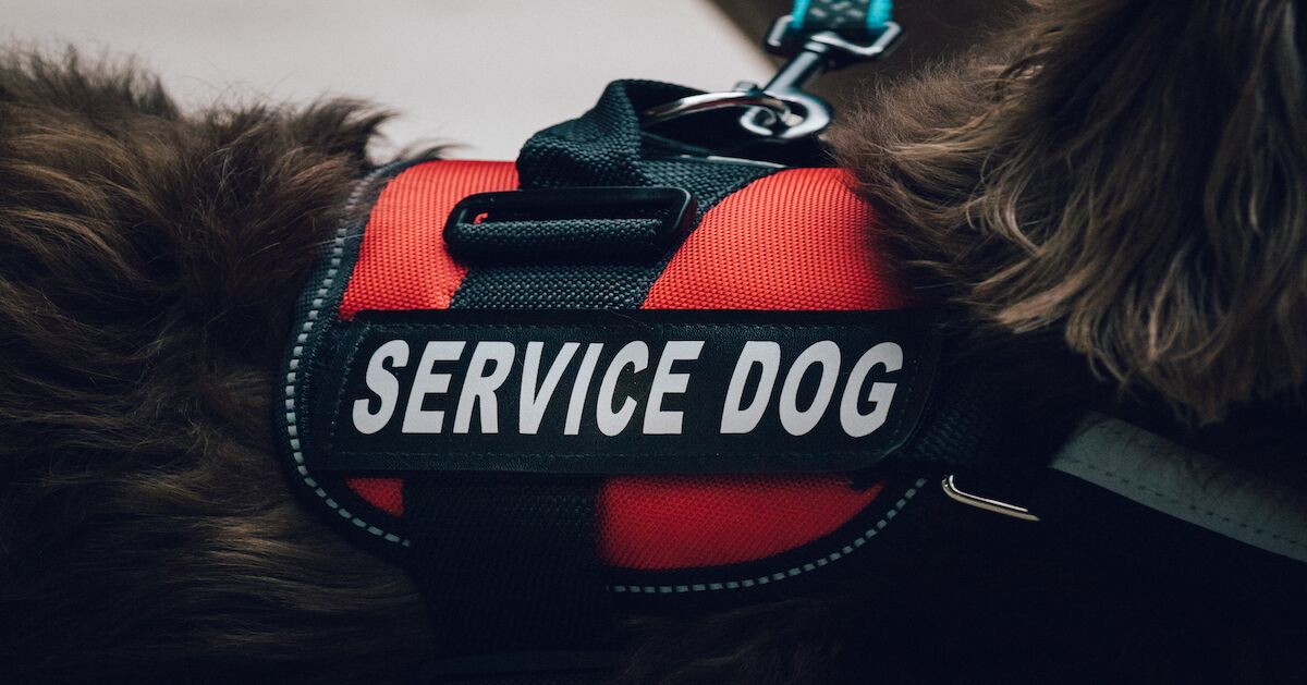 Kaya the Service Dog Got a Special Shout-Out on Her Last Flight