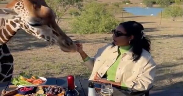 At Blue Hills Ranch in Texas, You Can Dine With Giraffes