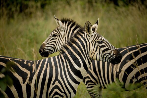 The Sony a7 IV is the best DSLR camera for stress-free travel pics