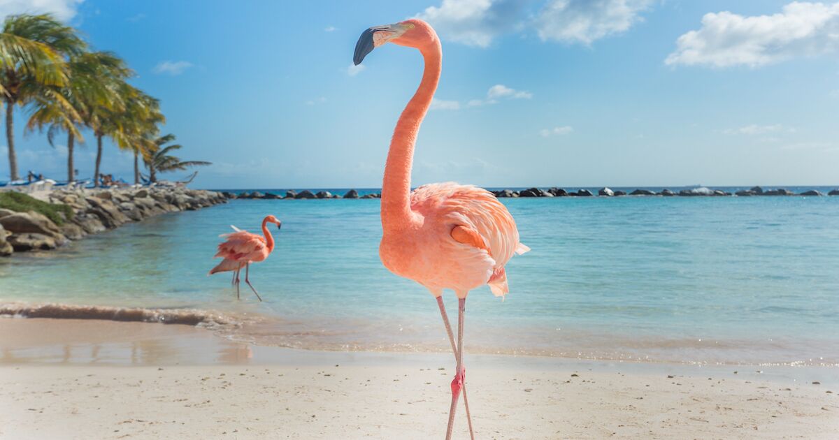 Try Baha Mar Resort in the Bahamas and Its Flamingo Yoga Classes