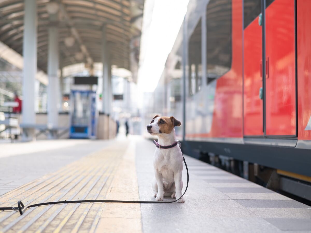 Are Dogs Allowed on Amtrak? Here's Amtrak's Pet Policy Made Easy