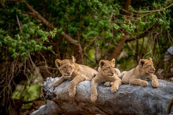 Weather, Animals, Safaris: Helpful Trip Basics for Kruger National Park