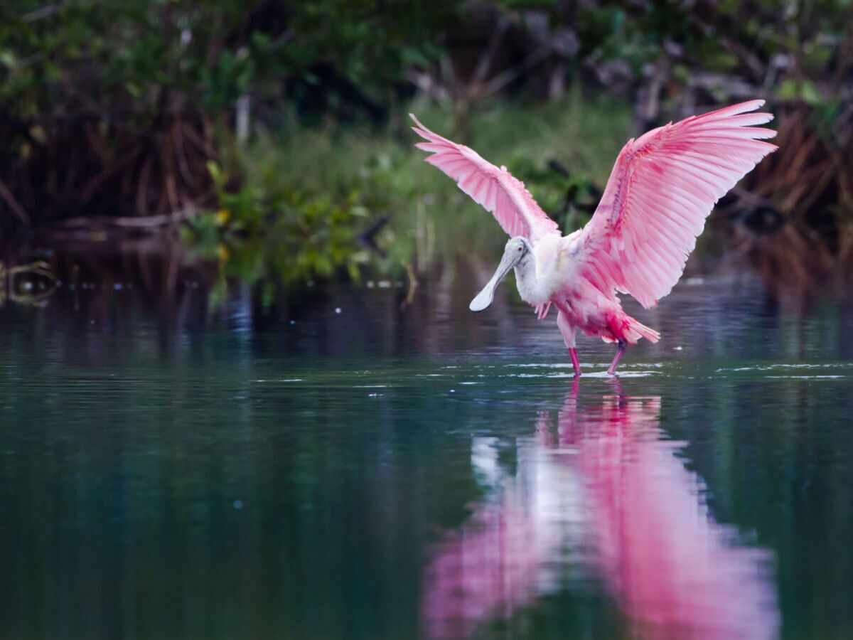 What to Know Before Planning an Everglades National Park Trip