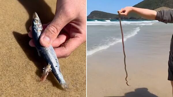Discovering Lugworms: Tiny Wonders of Coastal Ecosystems