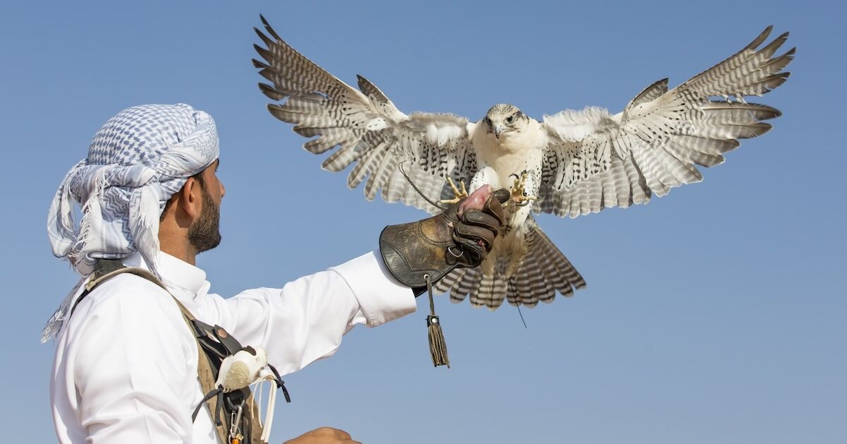 New No Fixed Address Podcast Explores Falconry in Dubai