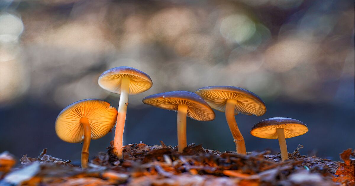 The Best Mushrooms in Each US Region, According to Mycologists