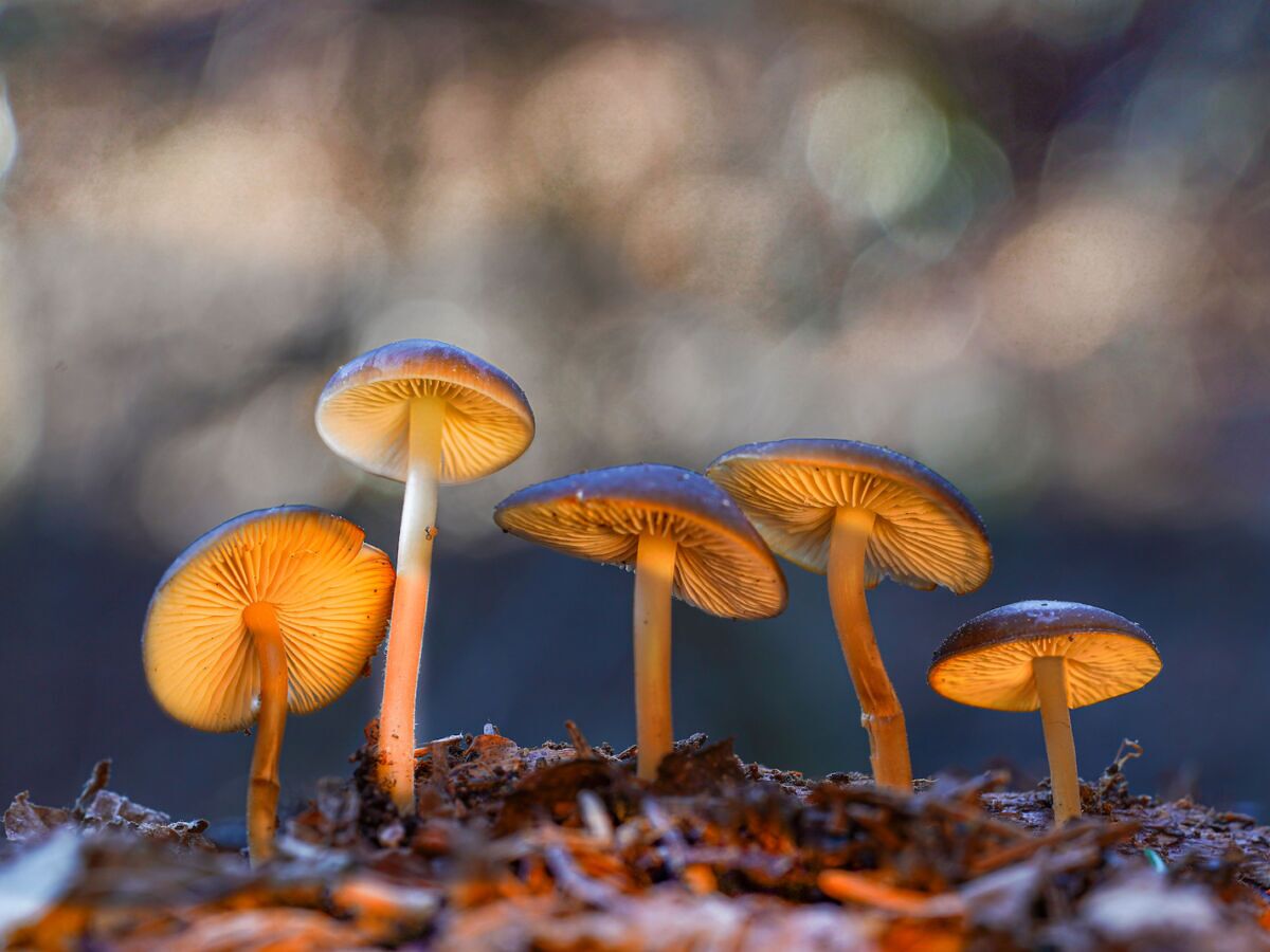 The Best Mushrooms in Each US Region, According to Mycologists