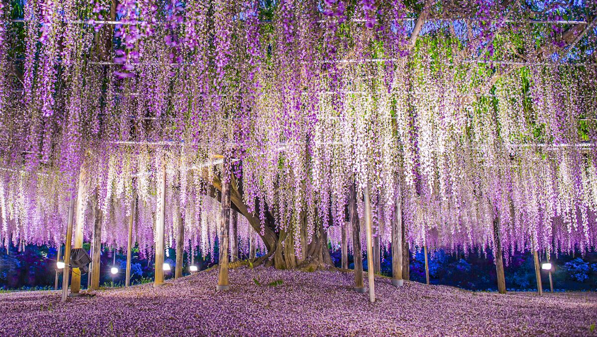 Japan’s Great Wisteria Festival Is as Pretty as Cherry Blossom Season
