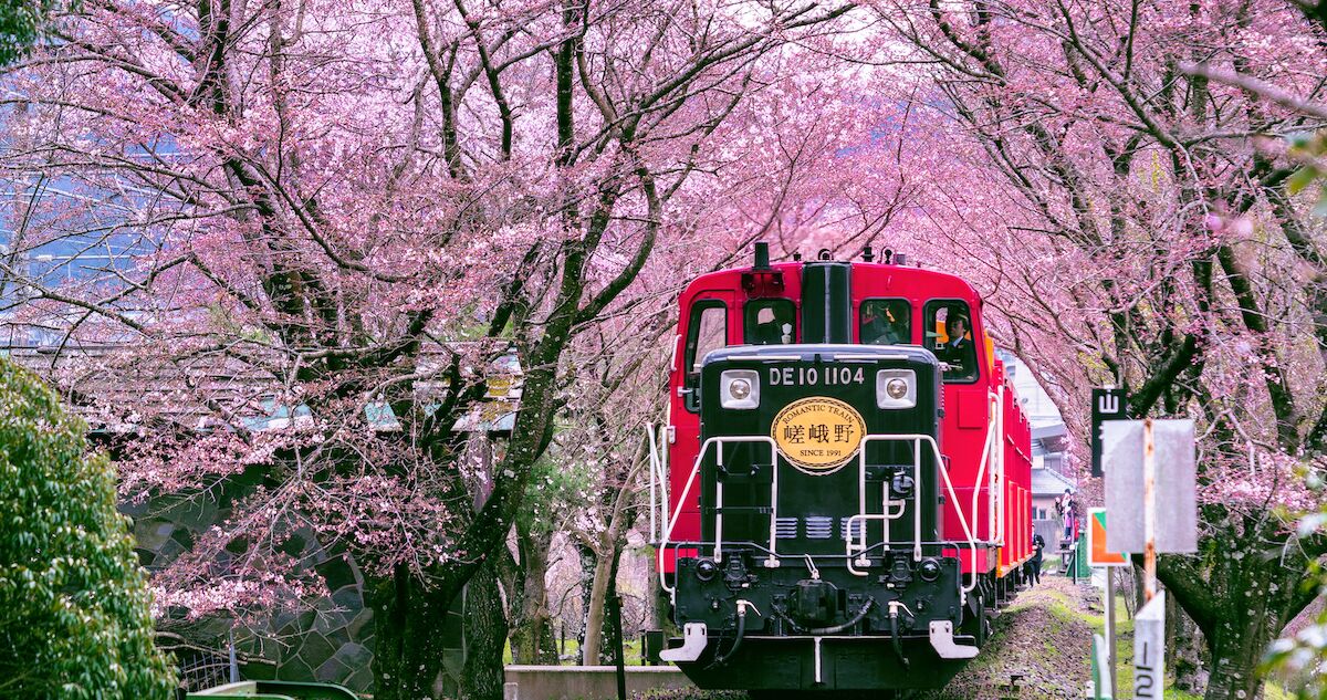 All About the Sagano Scenic Railway in Cherry Blossom Season