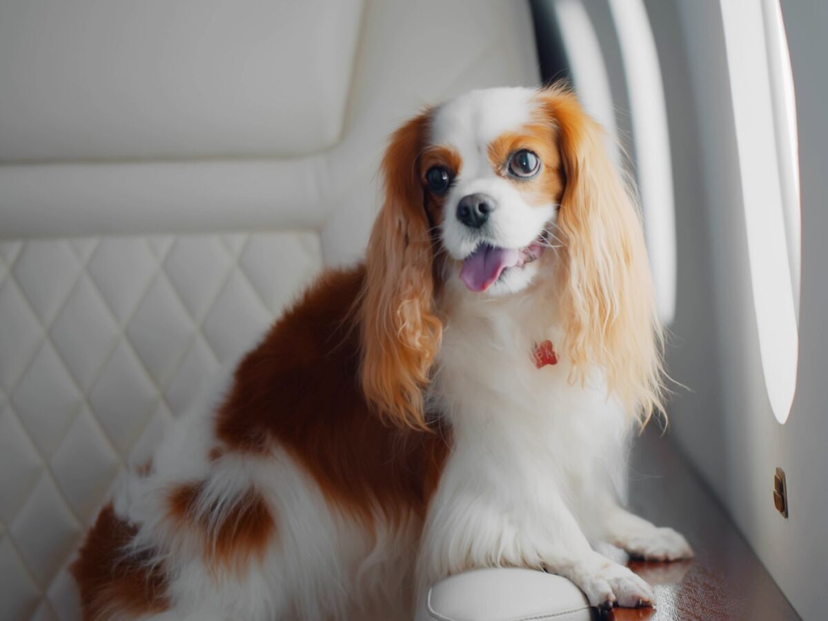 BARK Air Is a New Private Jet Charter for Dogs — But It'll Cost You