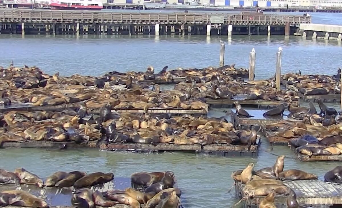 Sea Lions Sf Pier