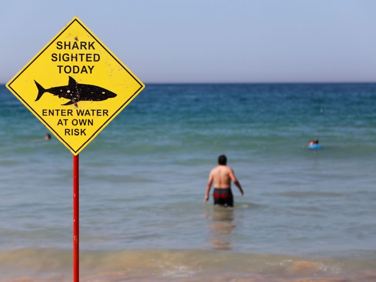 Why You Shouldn't Fear Sharks Over 2024 Shark Attack Headlines