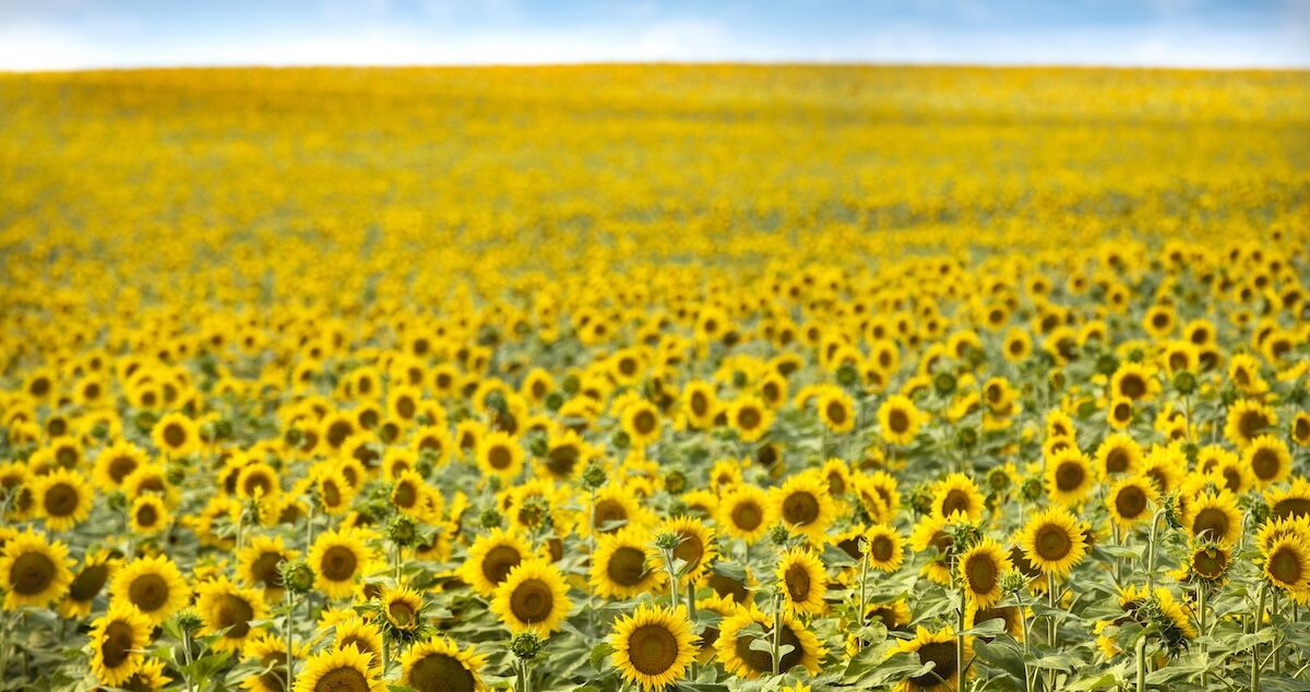 North Dakota's Sunflower Trail Takes You to 13 Sunflower Fields