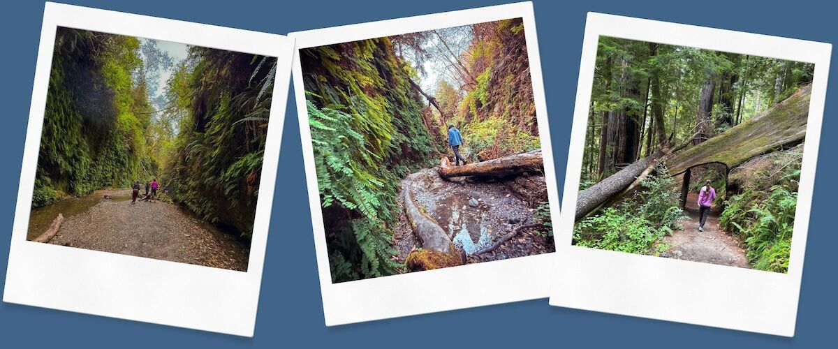 Camera Roll: Exploring the Wild, Wet, and Remote Fern Canyon Trail