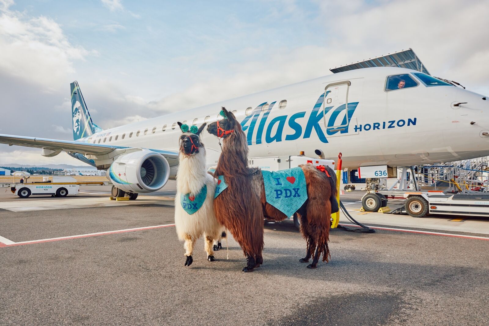 Llama Experts Weigh in on the Portland Airport 'Therapy Llamas'