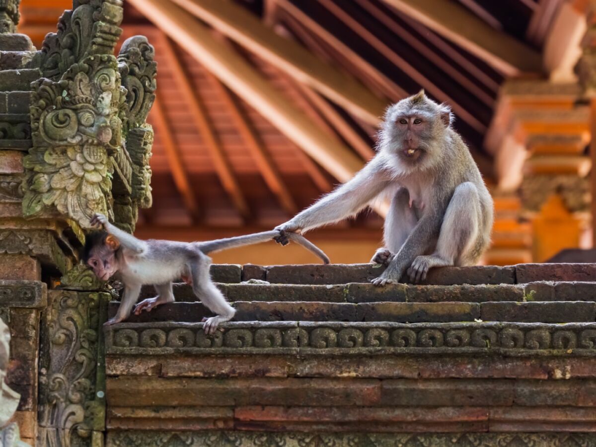 Understanding the Wallace Line: A Guide to Indonesia's Biodiversity