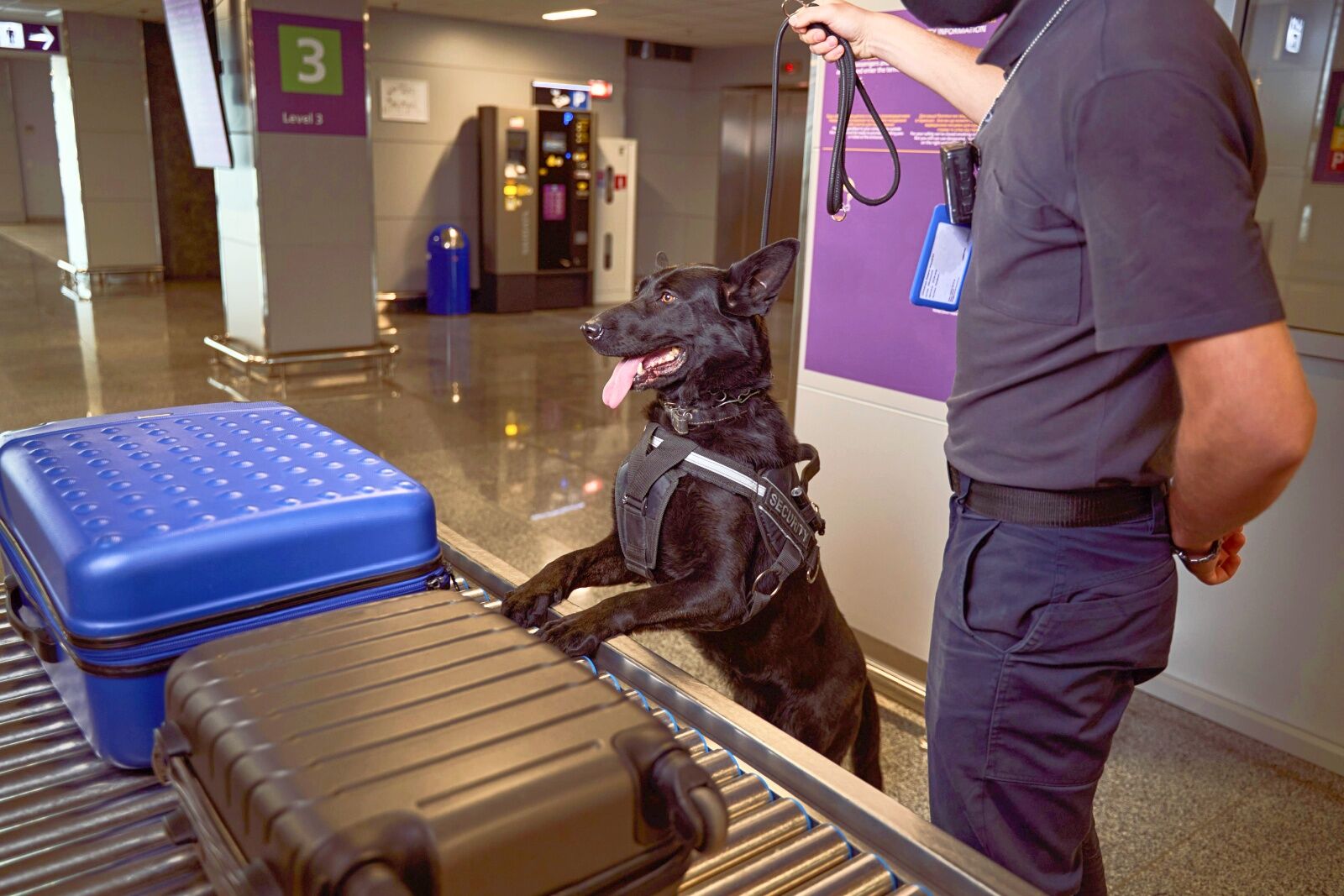 The 2025 TSA Canine Calendar Is the Best Thing to Come Out of Airport ...