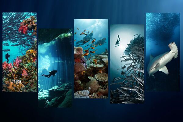 50+ of the Best Places to Dive Around the World