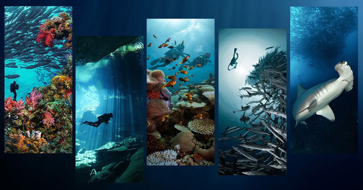 50+ of the Best Places to Dive Around the World