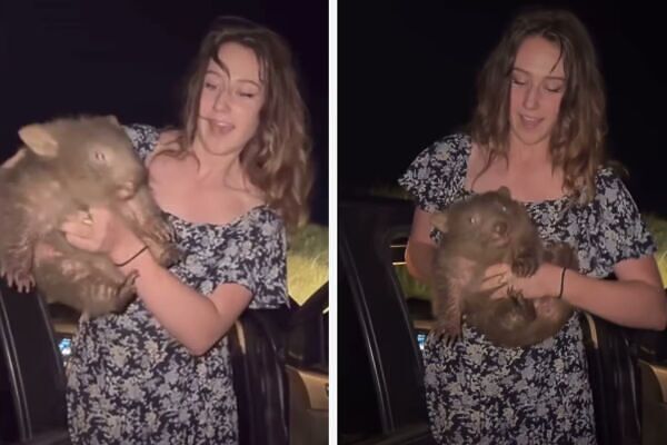 'Leave the Baby Wombat Alone': American Influencer's Social Media Stunt ...