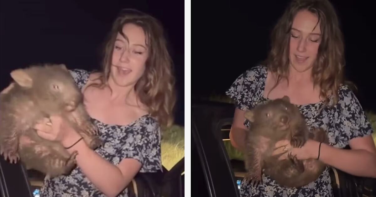 'Leave the Baby Wombat Alone': American Influencer's Social Media Stunt ...