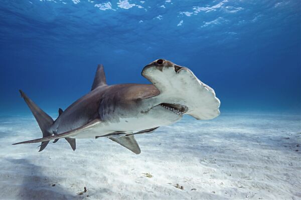 The 5 Best Places in the World to Scuba Dive With Sharks