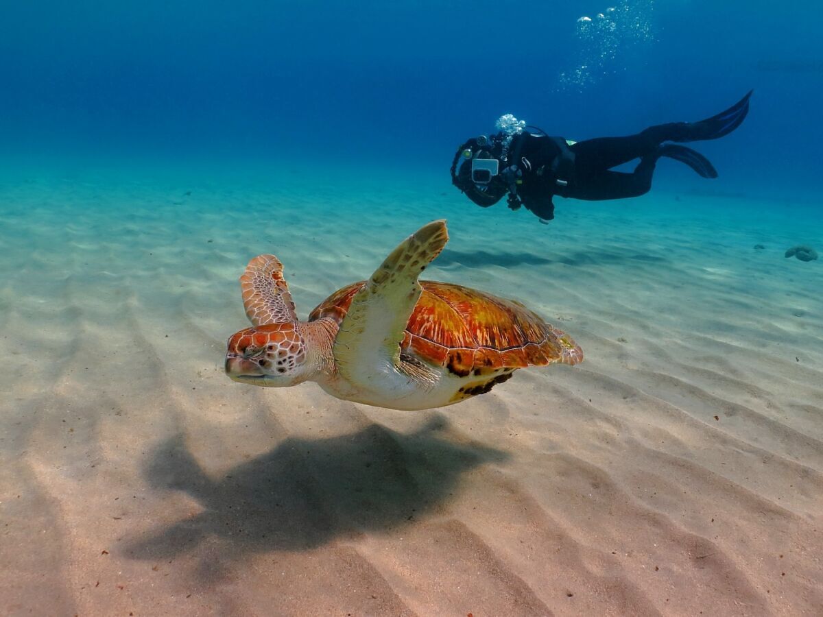 The 5 Best Destinations in the World for Shore Diving