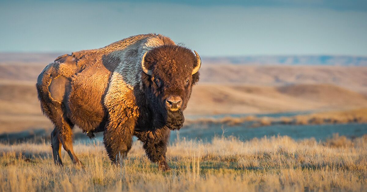 From Virginia to Yellowstone: 7 Places to Celebrate National Bison Month