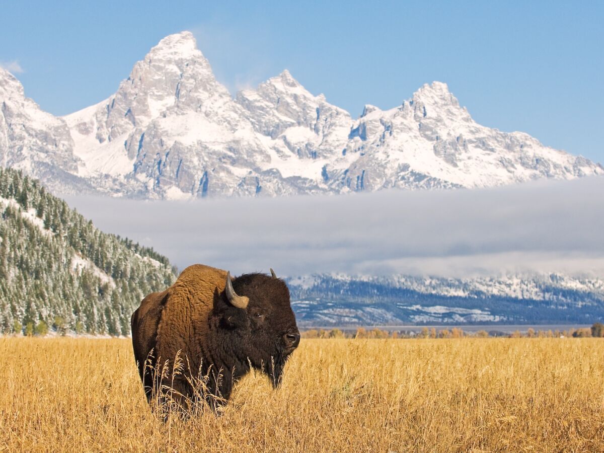 From Virginia to Yellowstone: 7 Places to Celebrate National Bison Month