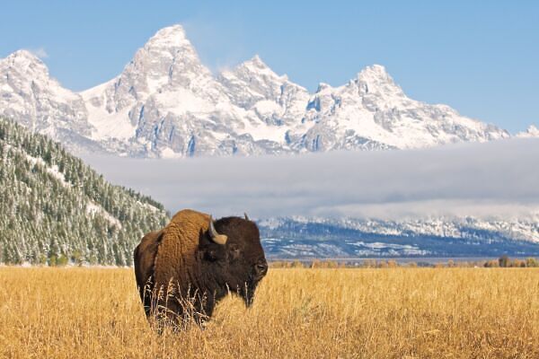 From Virginia to Yellowstone: 7 Places to Celebrate National Bison Month