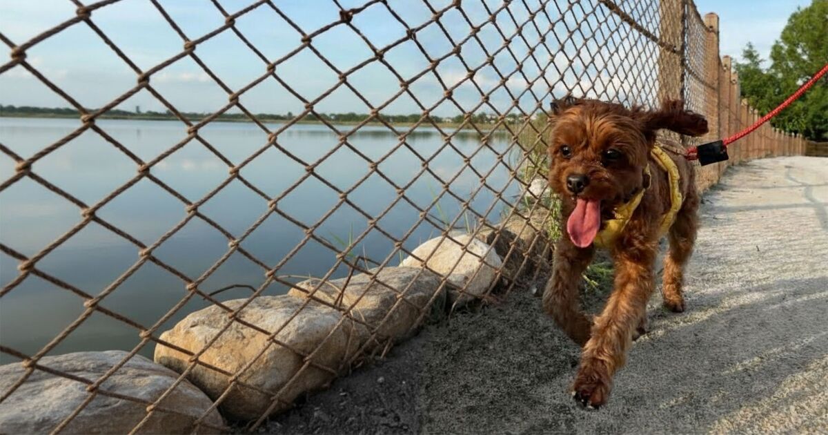 A Dog’s Guide to The Cabins at Disney’s Fort Wilderness Resort