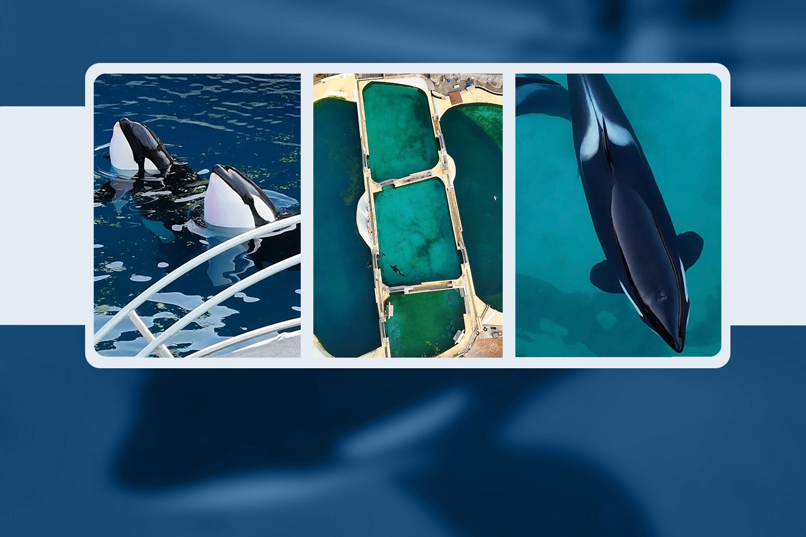 Meet the Man Using Drones to Expose France’s Forgotten Whales at a ...