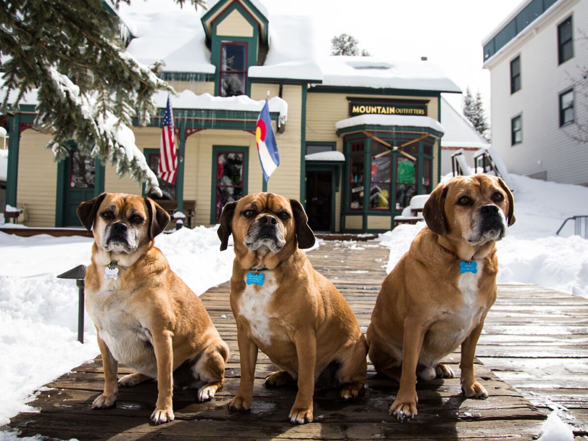 The Best Dog-Friendly Destinations of 2026: Breckenridge, Colorado