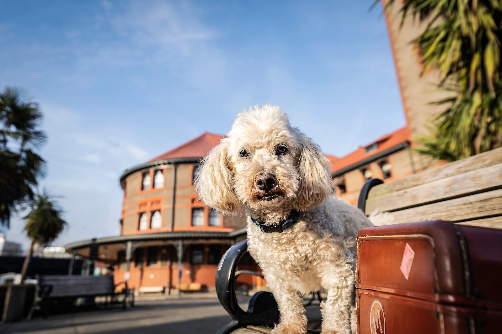 The Best Dog-Friendly Destinations of 2026: Portland, Oregon