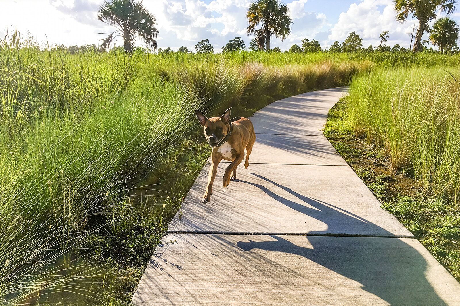 The Best Dog-Friendly Destinations of 2026: Jupiter, Florida