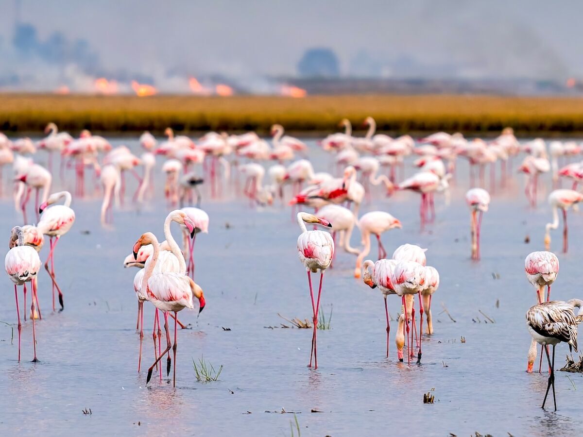 National Parks to Visit in 2026: Doñana, Spain