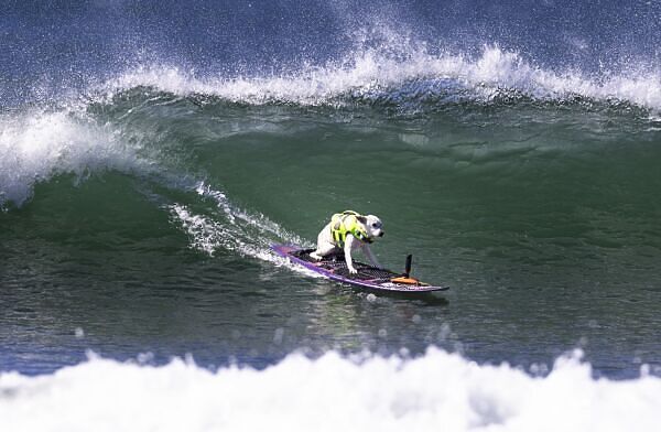 Hall of Fame Surf Dog Sugar Takes Her Last Wave in Huntington Beach