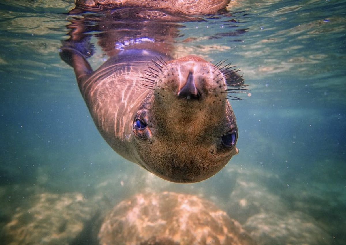 11 imágenes que te demostrarán que México tiene la fauna silvestre más ...