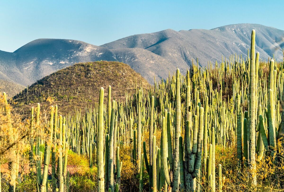 Tehuacán Cuicatlán: un nuevo Patrimonio de la Humanidad en México