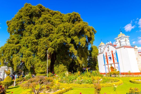 Datos sobre el ahuehuete, árbol nacional de México - Matador Network